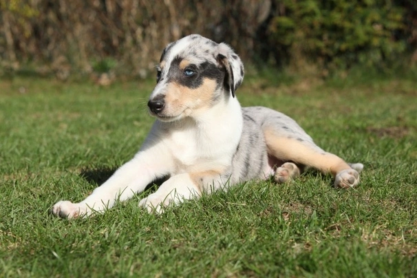 Smooth Collie Dogs Breed - Information, Temperament, Size & Price ...