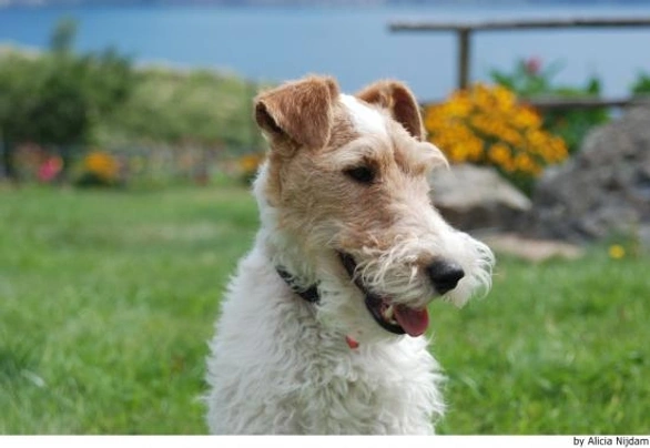 Fox Terrier de Pelo Duro Perros Raza - Características, Fotos & Precio ...