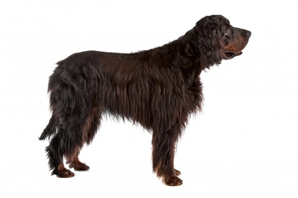 Gordon Setter Dogs Breed - Information, Temperament, Size & Price ...