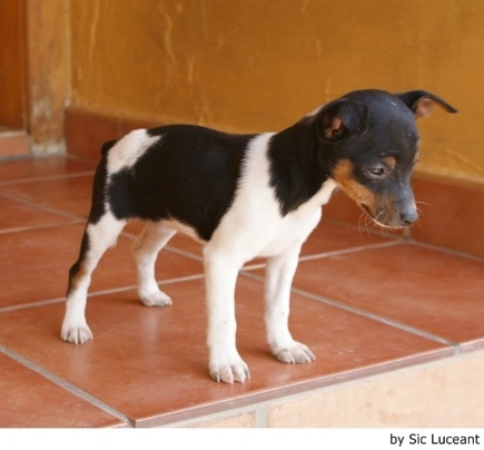 Gos Rater Valencià Perros Raza - Características, Fotos & Precio ...