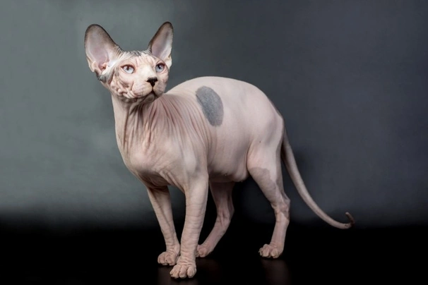 Sphynx Gatos Raza - Características, Fotos & Precio | MundoAnimalia