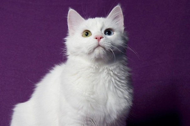 Van Turco Gatos Raza - Características, Fotos & Precio | MundoAnimalia