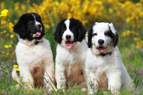 Landseer ECT Honden Ras: Karakter, Levensduur & Prijs | Puppyplaats