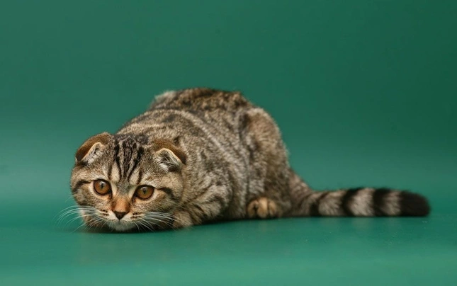 Scottish Fold Cats Breed - Information, Temperament, Size & Price ...