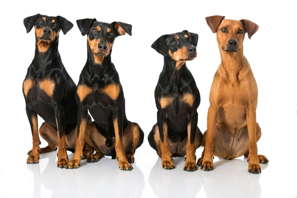 German Pinscher Dogs Breed - Information, Temperament, Size & Price ...