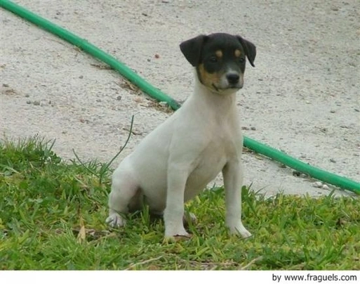 Ratonero Bodeguero Andaluz Perros Raza - Características, Fotos ...