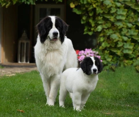 Landseer ECT Honden Ras: Karakter, Levensduur & Prijs | Puppyplaats