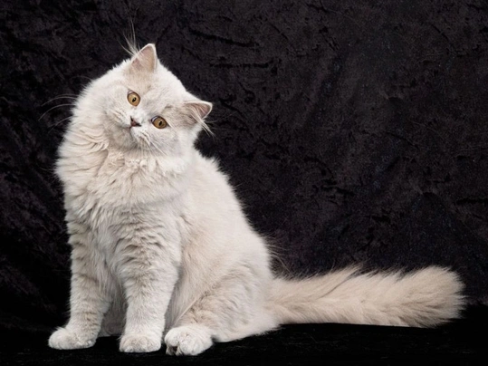 Angora Turco Gatos Raza - Características, Fotos & Precio | MundoAnimalia