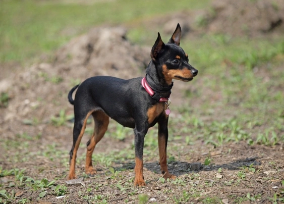 Ratón de Praga Perros Raza - Características, Fotos & Precio ...