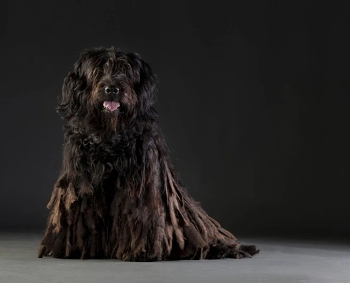 Pastor de Bérgamo Perros Raza - Características, Fotos & Precio ...