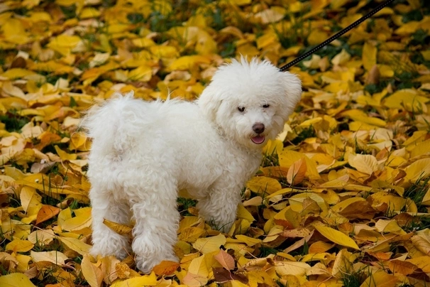 Bolognezer Honden Ras: Karakter, Levensduur & Prijs | Puppyplaats
