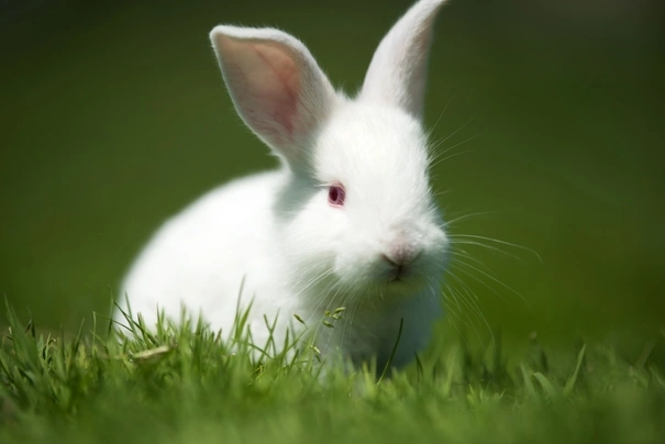 Blanc de Termonde Rabbits Breed - Information, Temperament, Size ...