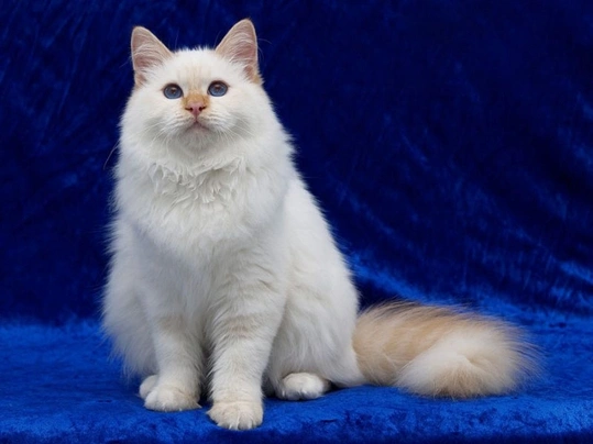 Angora Turco Gatos Raza - Características, Fotos & Precio | MundoAnimalia