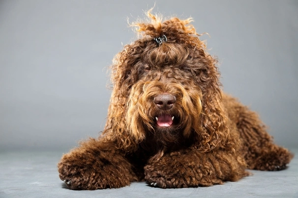 Barbet Perros Raza - Características, Fotos & Precio | MundoAnimalia