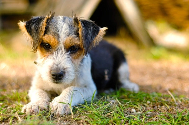 Fox Terriër Draadhaar Honden Ras: Karakter, Levensduur & Prijs ...