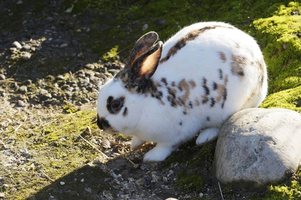 Rhinelander Rabbits Breed - Information, Temperament, Size & Price ...