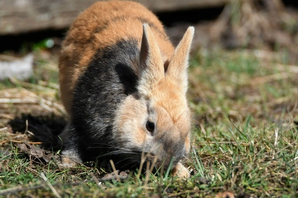 Harlequin Rabbits Breed - Information, Temperament, Size & Price ...