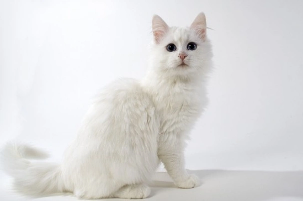 Van Turco Gatos Raza - Características, Fotos & Precio | MundoAnimalia