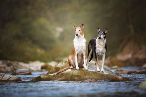 Smooth Collie Dogs Breed - Information, Temperament, Size & Price ...