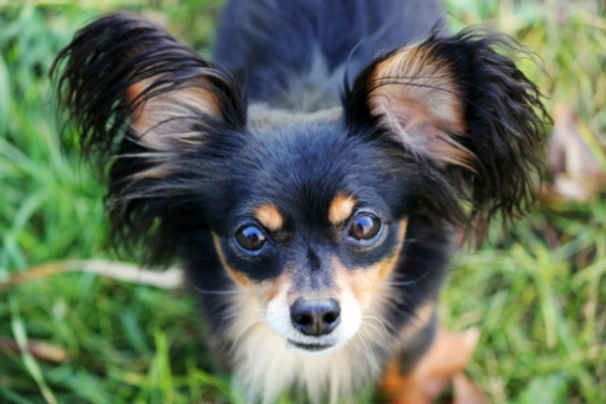 Russian Toy Terrier Dogs Breed - Information, Temperament, Size & Price ...