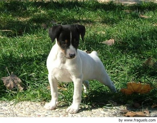 Ratonero Bodeguero Andaluz Perros Raza - Características, Fotos ...