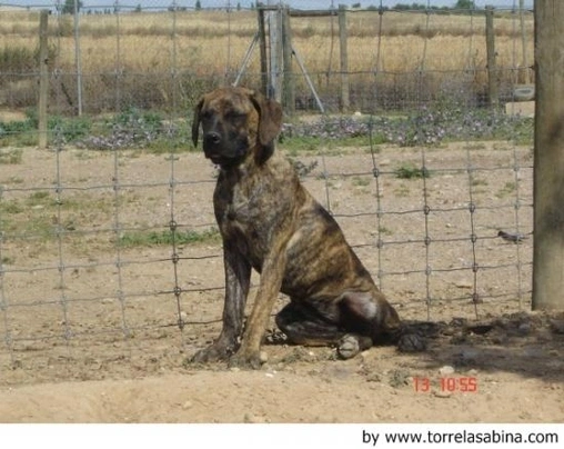 Alano Español Perros Raza - Características, Fotos & Precio | MundoAnimalia