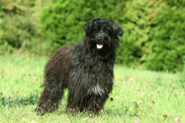 Pastor de los Pirineos de cara rasa Perros Raza - Características ...