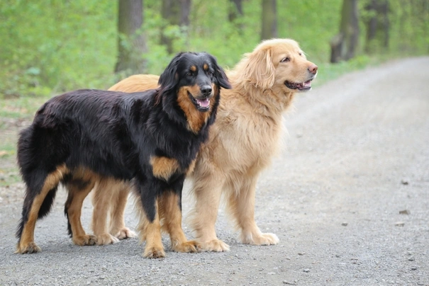 Hovawart Dogs Breed - Information, Temperament, Size & Price | Pets4Homes