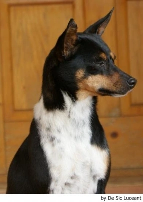 Gos Rater Valencià Perros Raza - Características, Fotos & Precio ...