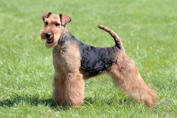Welsh Terrier Dogs Breed - Information, Temperament, Size & Price ...