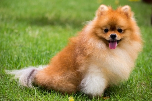 Pomerania Perros Raza - Características, Fotos & Precio | MundoAnimalia