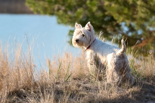West Highland Terrier Dogs Breed - Information, Temperament, Size ...