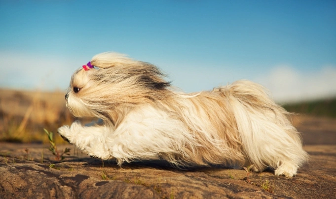 Shih Tzu Honden Ras: Karakter, Levensduur & Prijs | Puppyplaats