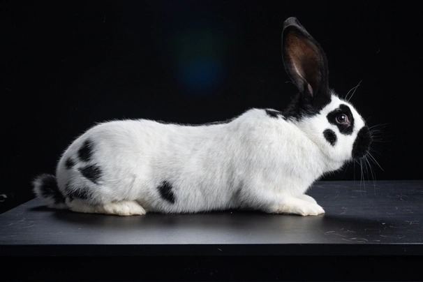 Continental Giant Rabbits Breed - Information, Temperament, Size ...