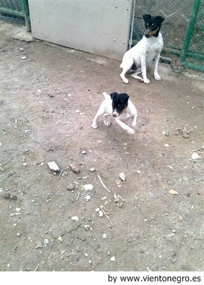Ratonero Bodeguero Andaluz Perros Raza - Características, Fotos ...