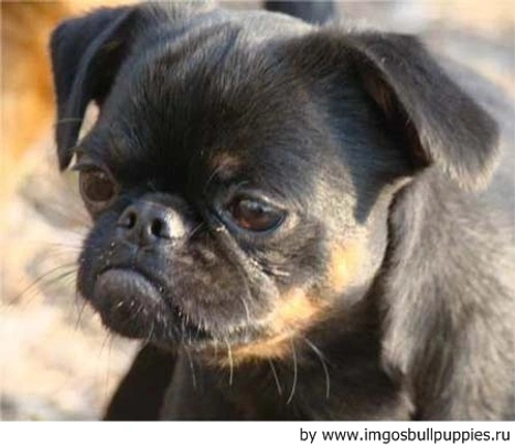 Brabantík Psi Plemeno / Druh | Fakta, informace a rady | iFauna