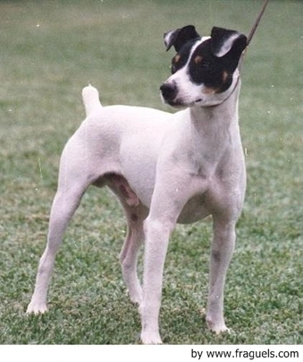 Ratonero Bodeguero Andaluz Perros Raza - Características, Fotos ...