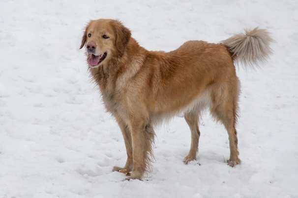 Hovawart Dogs Breed - Information, Temperament, Size & Price | Pets4Homes