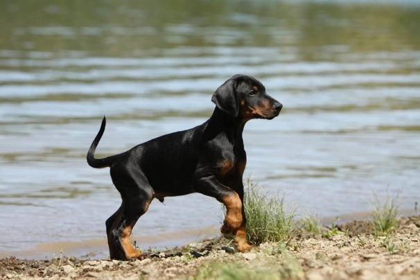 Dobermann Dogs Breed - Information, Temperament, Size & Price | Pets4Homes