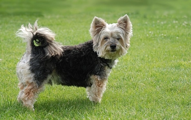 Yorkshire Terrier Dogs Breed | Facts, Information and Advice | Pets4Homes