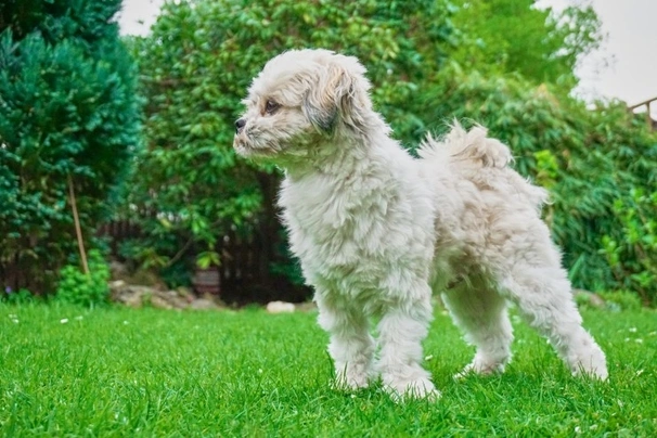 Mal-shi Perros Raza - Características, Fotos & Precio | MundoAnimalia