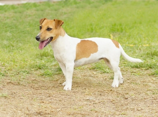 Jack Russell Full Grown Size