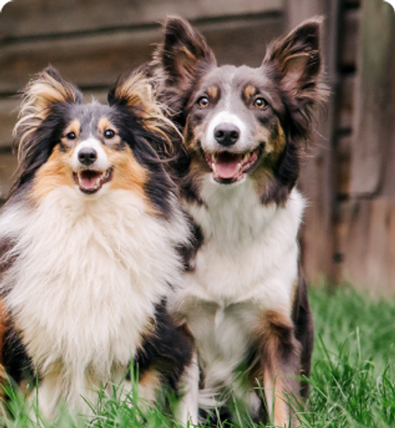 Dog DNA Test Kit | Know Your Pet DNA by Ancestry®