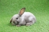 Sallander Rabbits Breed - Information, Temperament, Size & Price ...