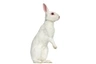 Britannia Petite Rabbits Breed - Information, Temperament, Size & Price ...