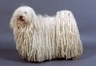 Hungarian Puli Dogs Breed - Information, Temperament, Size & Price ...