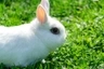 Dwarf Hotot Rabbits Breed - Information, Temperament, Size & Price ...