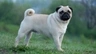 Pug Dogs Breed - Information, Temperament, Size & Price | Pets4Homes