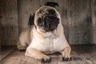 Pug Dogs Breed - Information, Temperament, Size & Price | Pets4Homes
