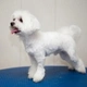 Maltese Dogs Breed - Information, Temperament, Size & Price | Pets4Homes